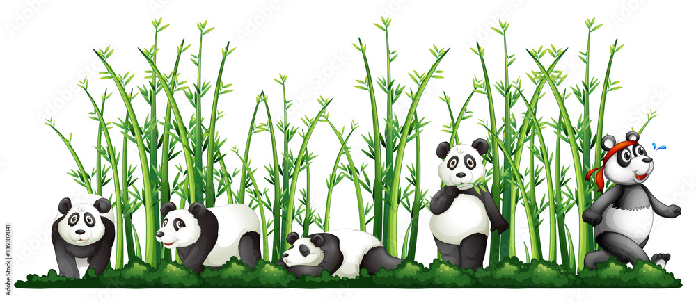 Pandas in the bamboo forest Stock Vector | Adobe Stock