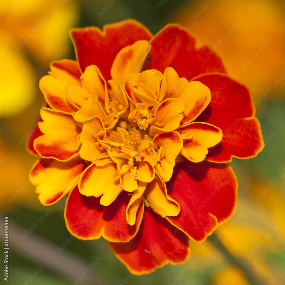 Clavel moro de vivos colores rojo y amarillo Stock Photo | Adobe Stock