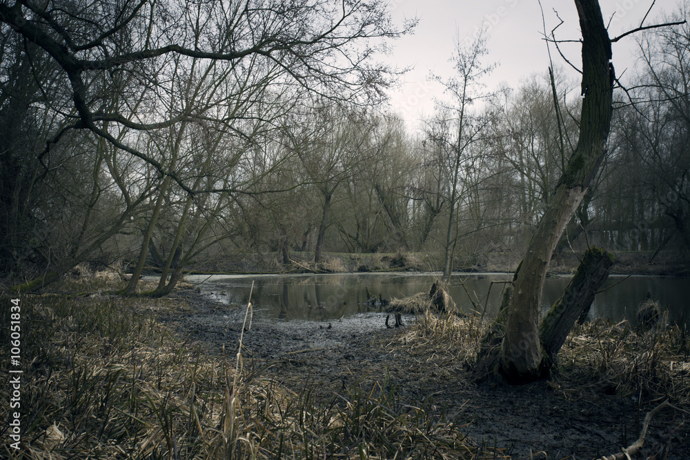 Swamps in autumn. Cool dark lake in primeval forest. Cold melancholic ...