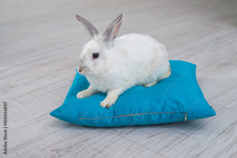 Studio photo of white rabbit background Stock Photo | Adobe Stock