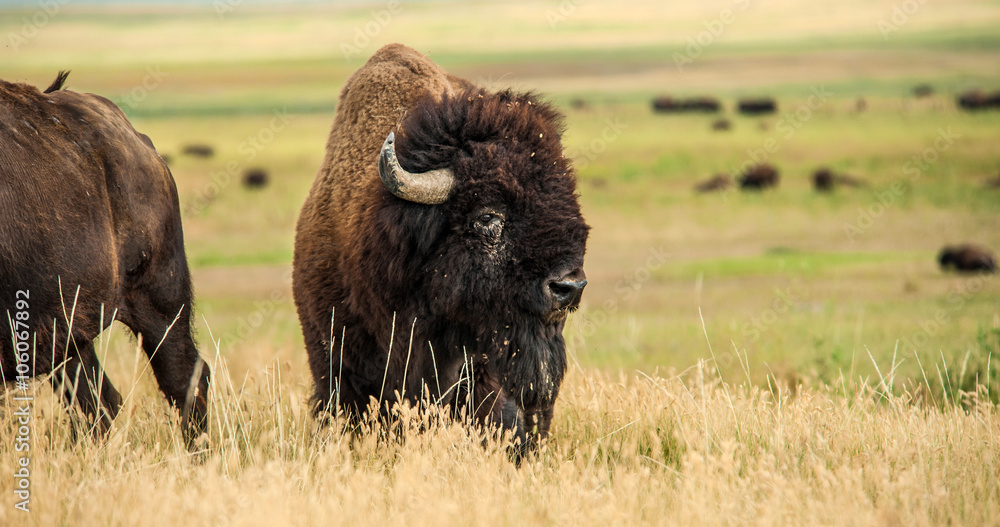 Buffaloes Stock Photo | Adobe Stock