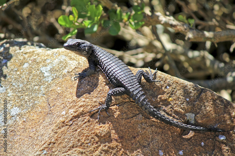 Black Girdled Lizard