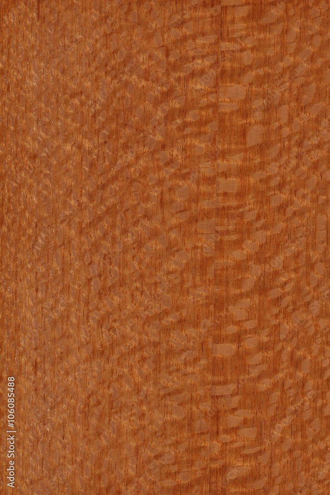 timber grain of Grevillea robusta, southern silky oak Stock Photo ...