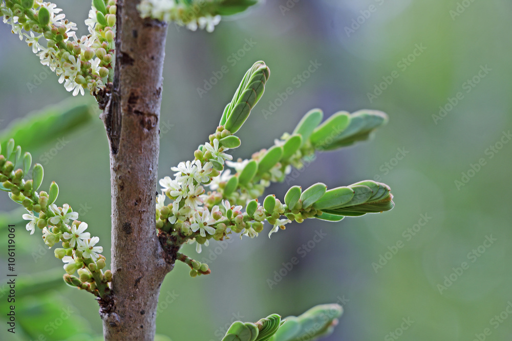 Flowers of Indian gooseberry (Phyllanthus emblica). Also called aamla ...