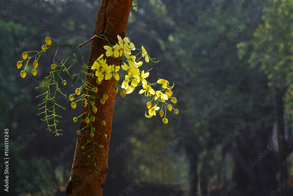 Golden shower flower is national flower of Thailand. Also called konna ...