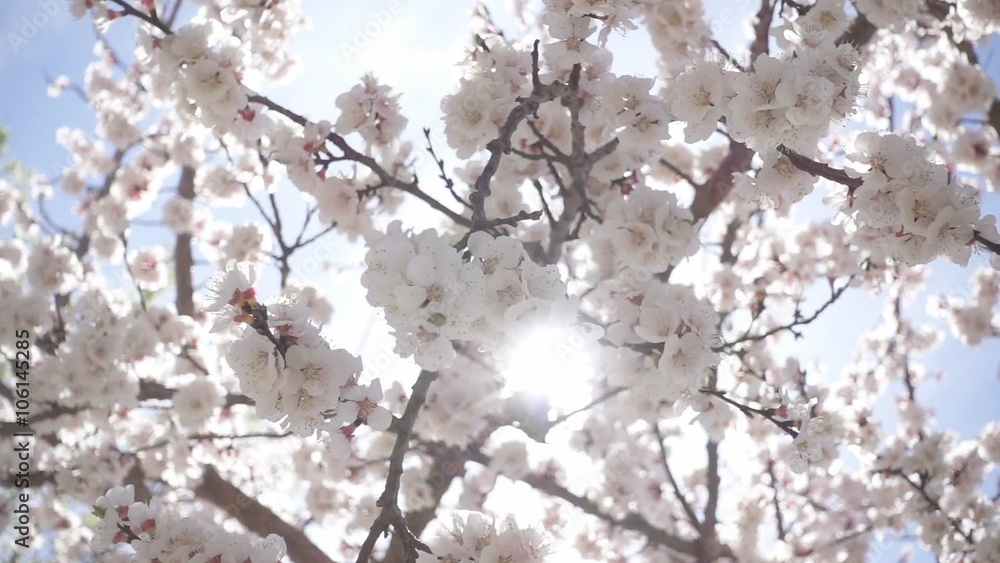 Spring flowers blooming. Slow motion vídeo de Stock | Adobe Stock