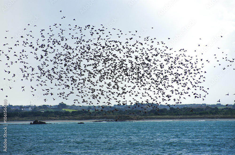 Vogelschwarm über dem Atlantik an der Côtes des Abers in der Bretagne ...