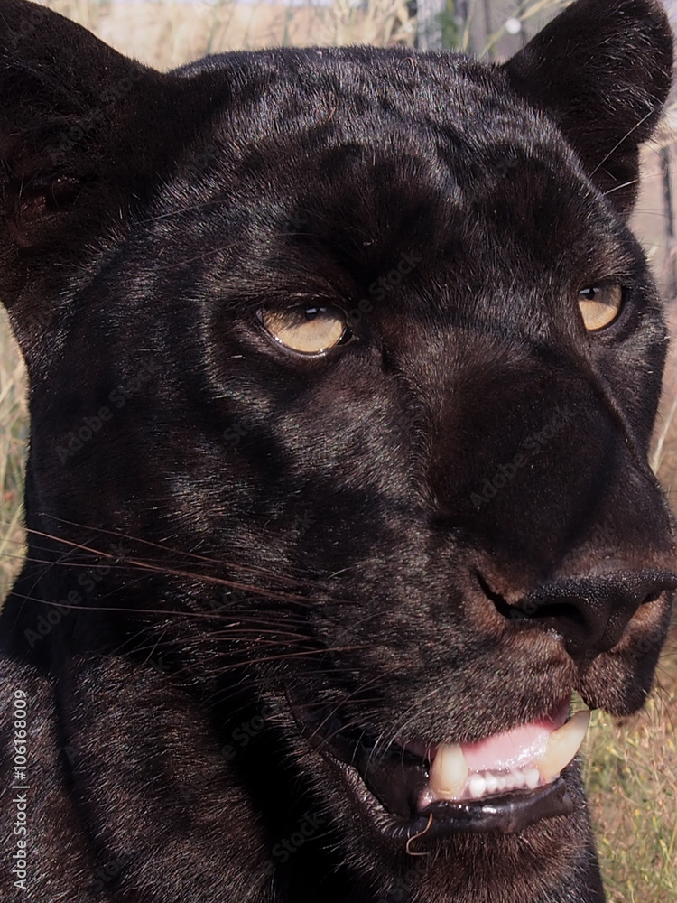Black panther with yellow eyes close-up portrait Photos | Adobe Stock