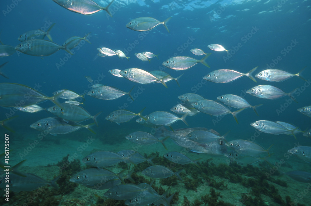 School of silver trevally Caranx georgianus swimming above flat bottom ...