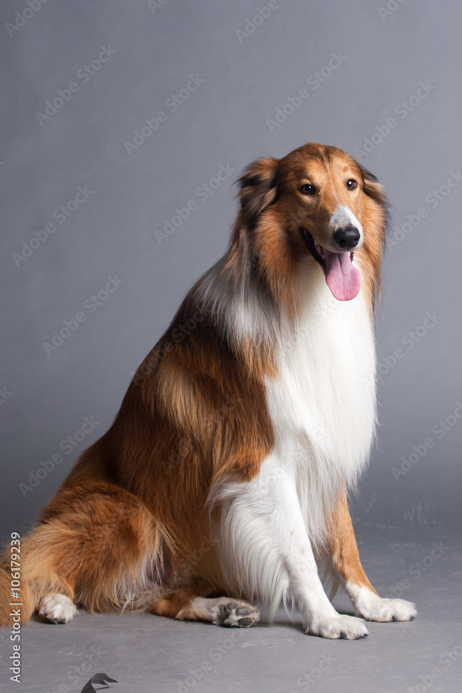 Scotland shepherd dog Stock Photo | Adobe Stock