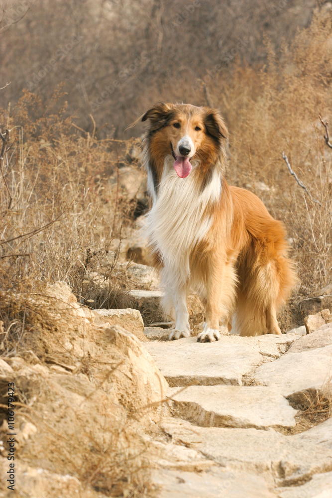 Scotland shepherd dog Stock Photo | Adobe Stock