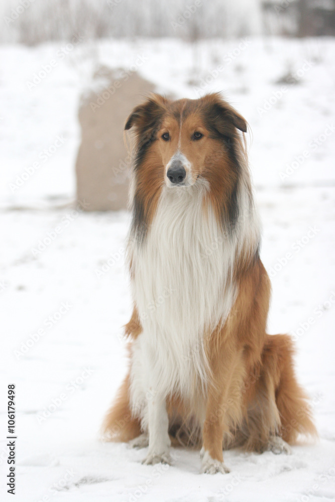 Scotland shepherd dog Stock Photo | Adobe Stock