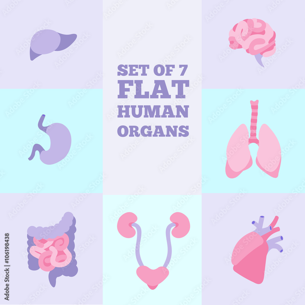 Set of flat human internal organs. Brain, lungs, heart and digestive ...