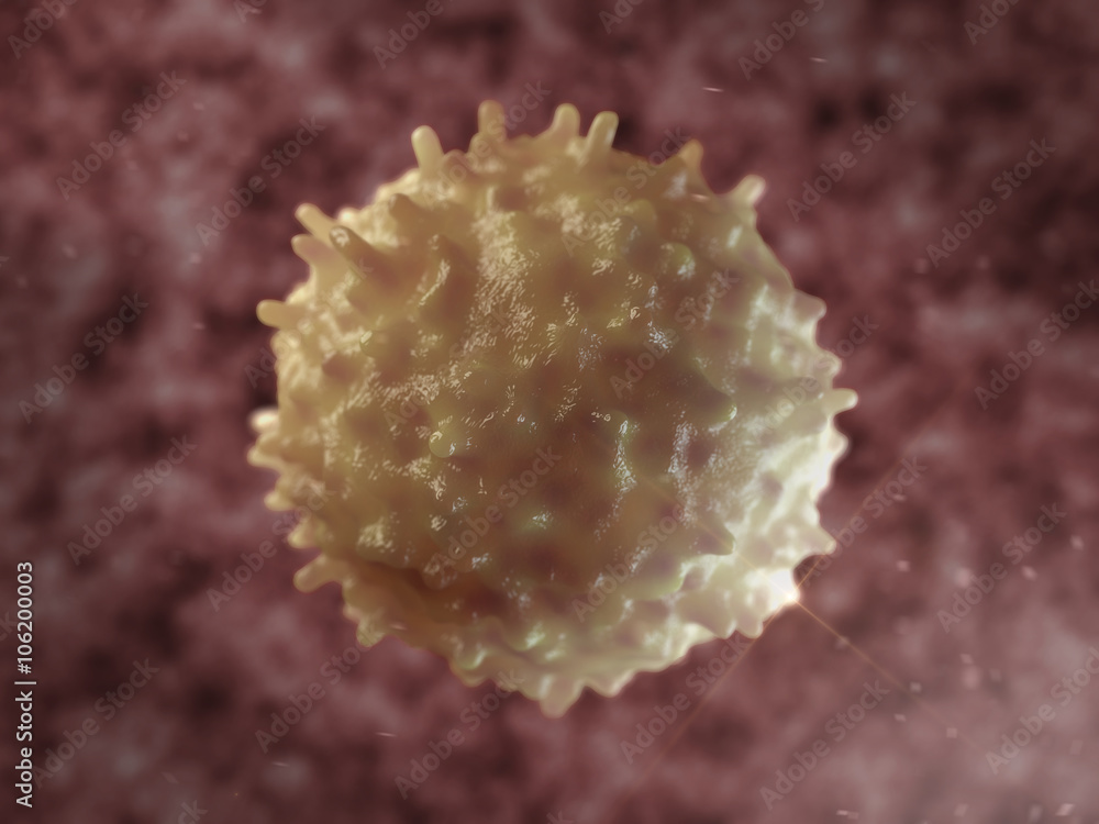 B-lymphocyte. Immune cell. Antibody-producing cell Stock Illustration ...