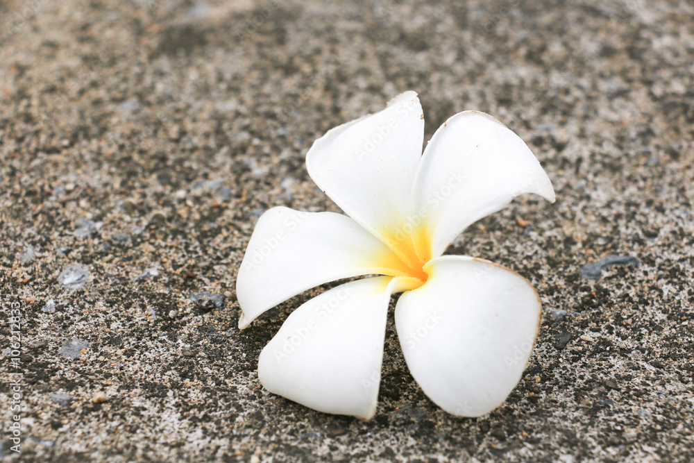 sand and flower 237 Stock Photo | Adobe Stock