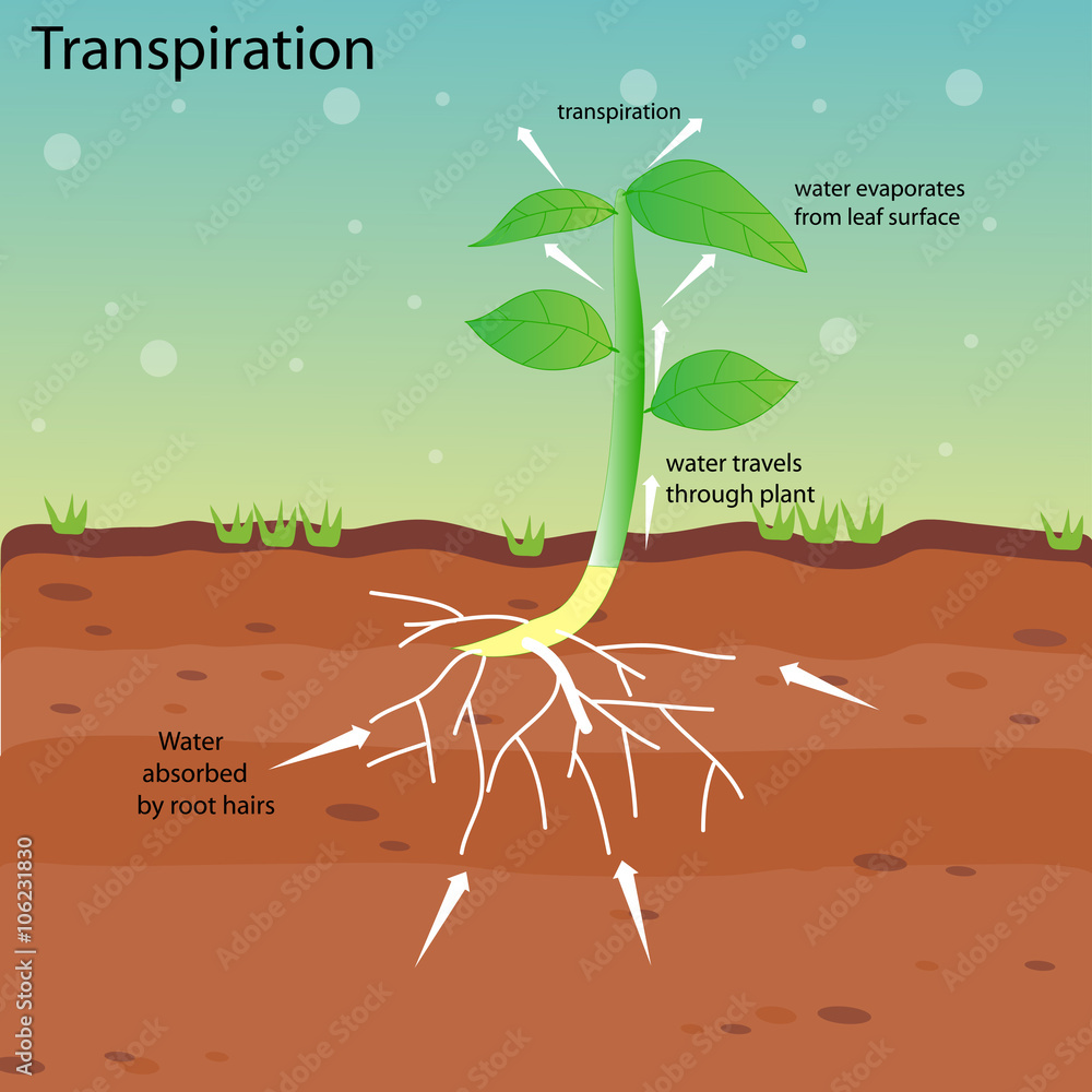 transpiration Stock Vector | Adobe Stock
