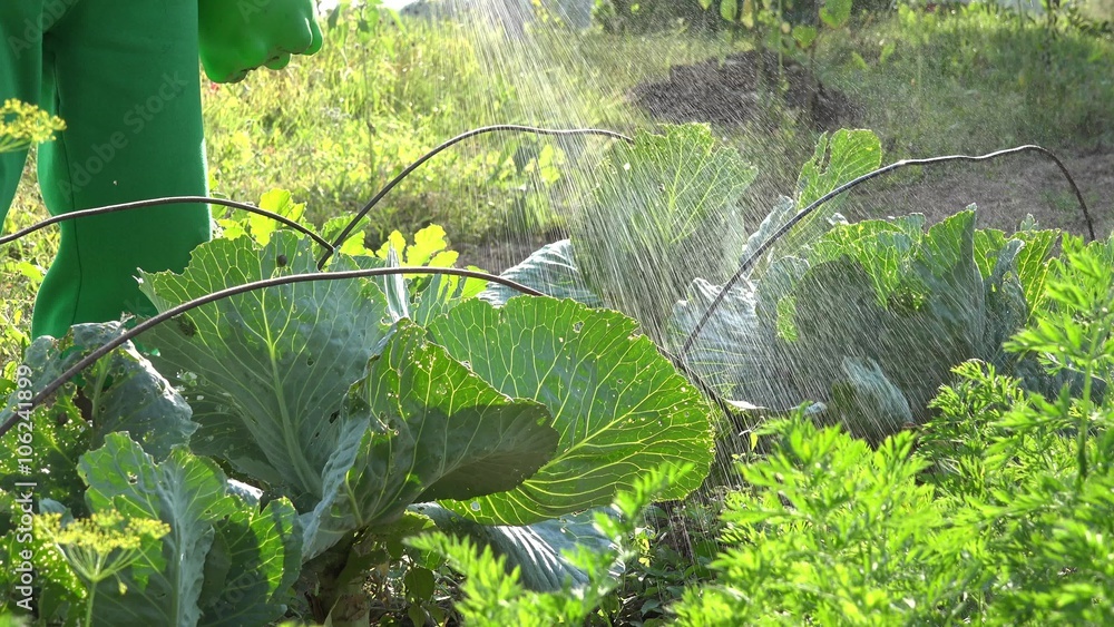farmer hand watering spray green fresh cabbage in own small eco garden ...