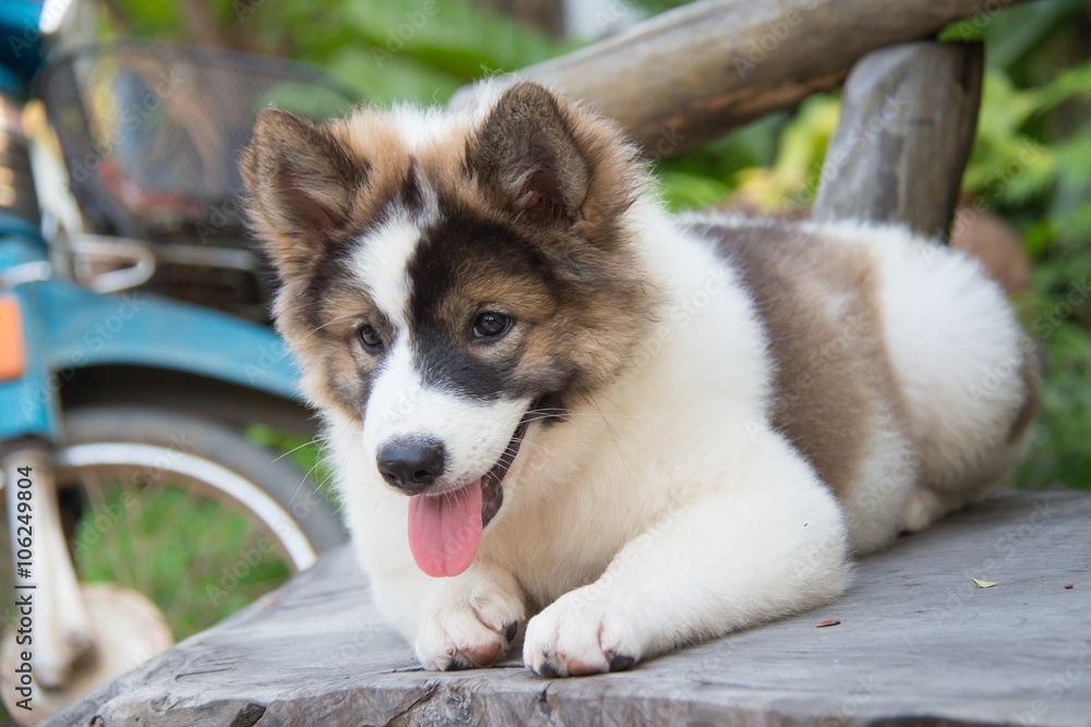 What Is The Breed Of Thai Bangkaew Dog