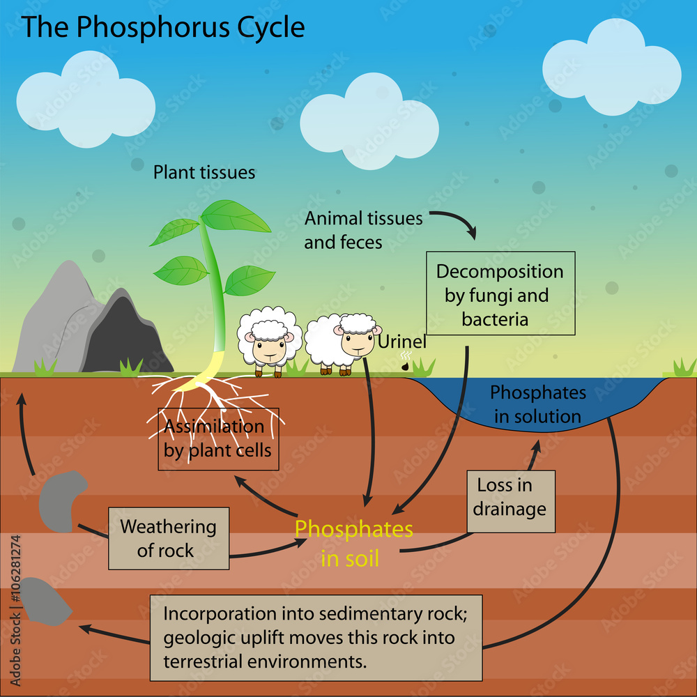 the phosphorus Cycle Stock Vector | Adobe Stock