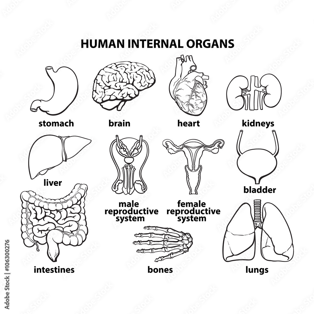 Internal Parts Of Human Body
