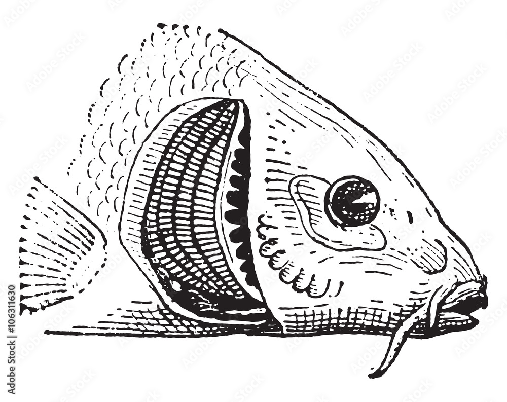Fish Gills Drawing