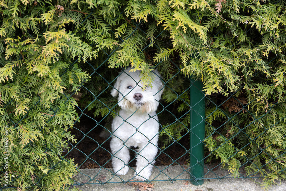 White dog looking through a fence Stock Photo | Adobe Stock