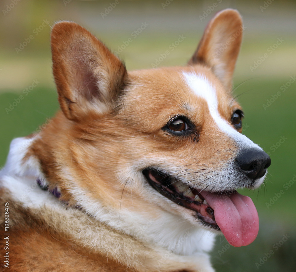 Corgi Dog - red close up Stock Photo | Adobe Stock