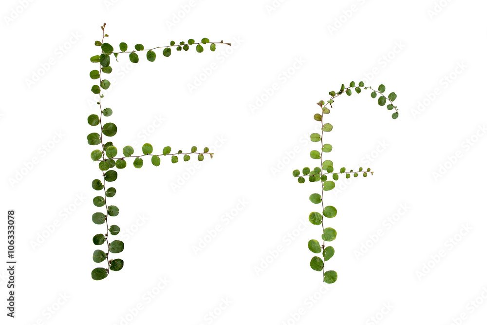 Alphabet font "F" from climber leaf, ivy leaf, green leaf on isolated ...