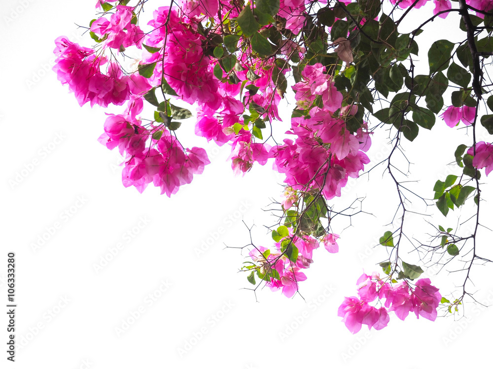 Pink Bougainvillea Flower Stock Photo Adobe Stock