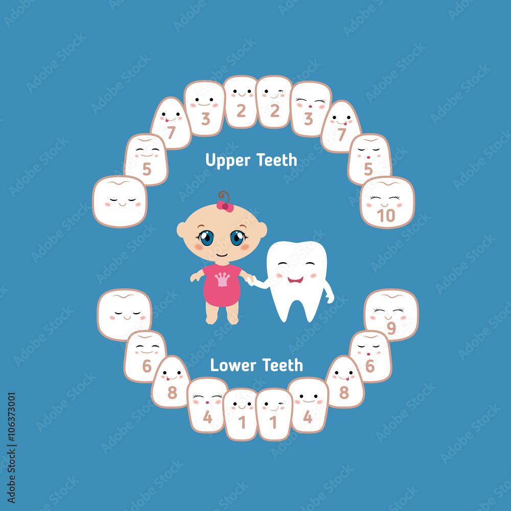 Baby teething chart Stock Vector | Adobe Stock