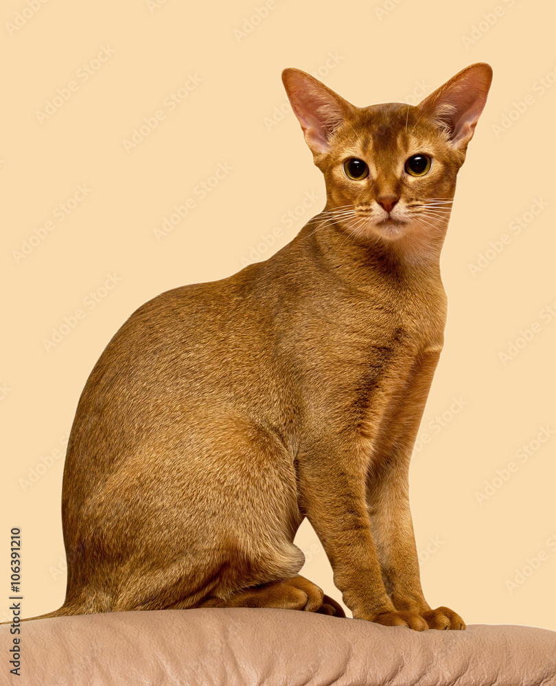 Red Abyssinian Kittens