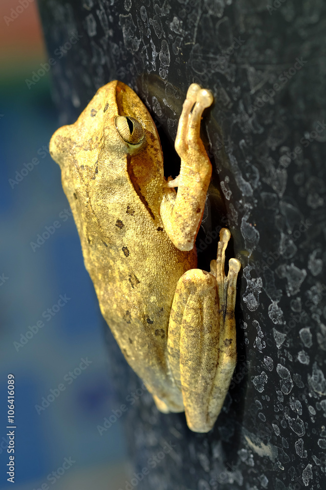 Yellow Tree Frog