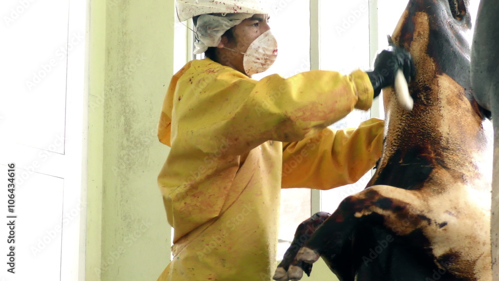 Efficiently hand scraping a pork carcass in a modern slaughterhouse ...