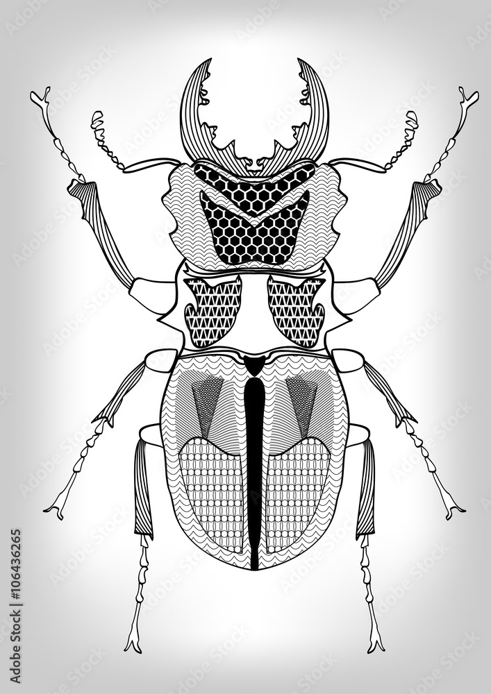 Stag Beetle Drawing