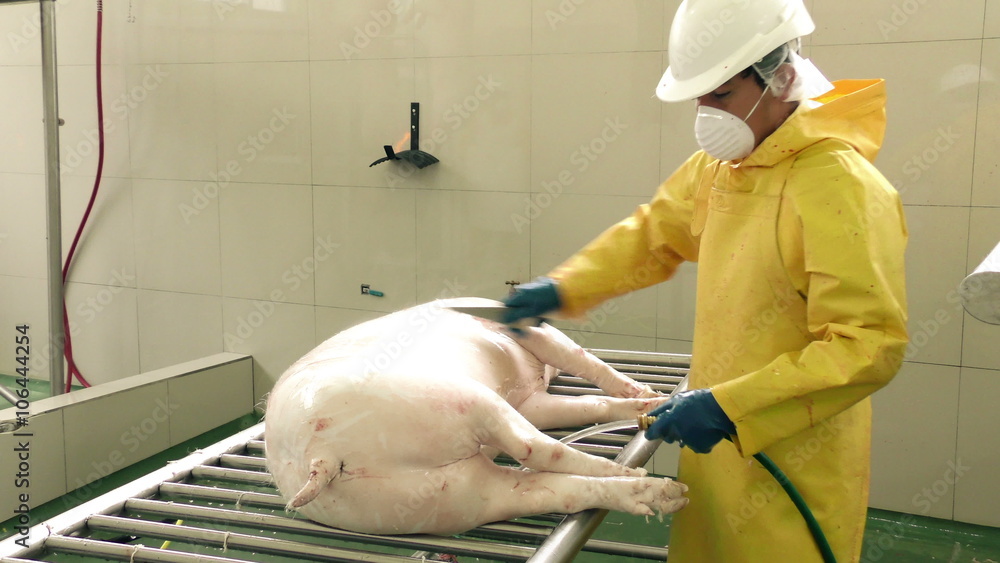 manual dehairing manipulation a cutlery by professional butcher ...