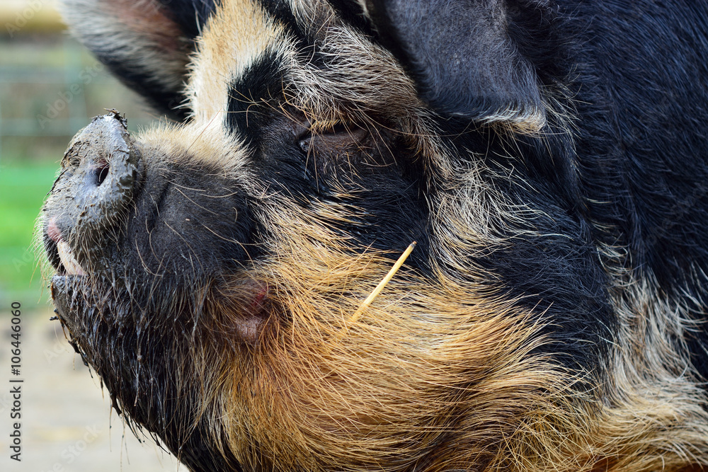 Kunekune pig head shot. An unusual rare breed of small pig showing ...