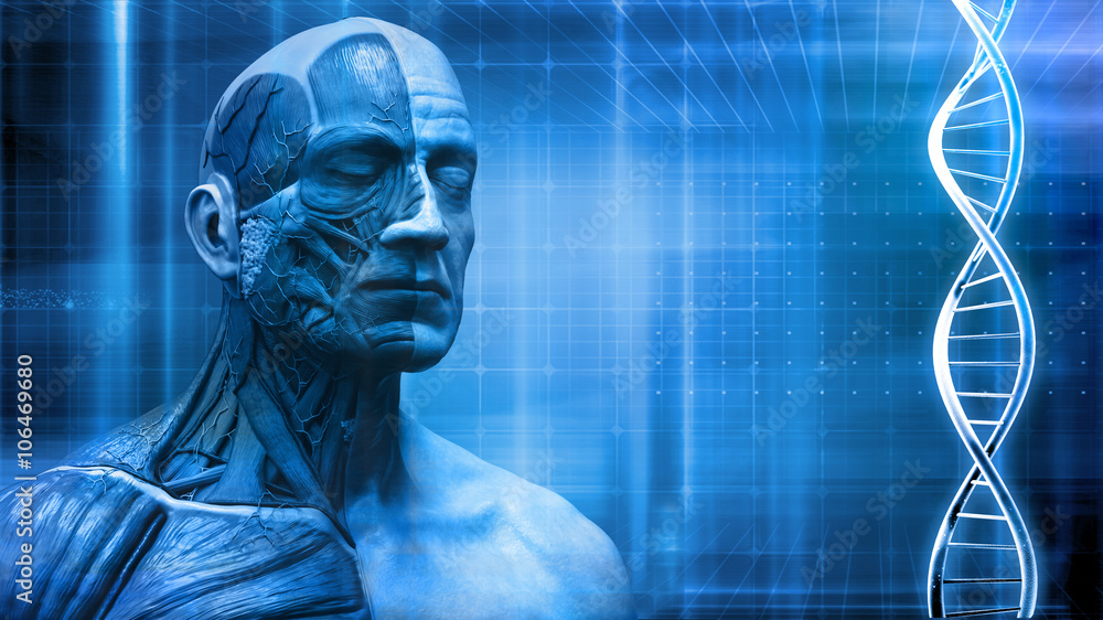 abstract background of human anatomy and dna , muscle anatomy ...