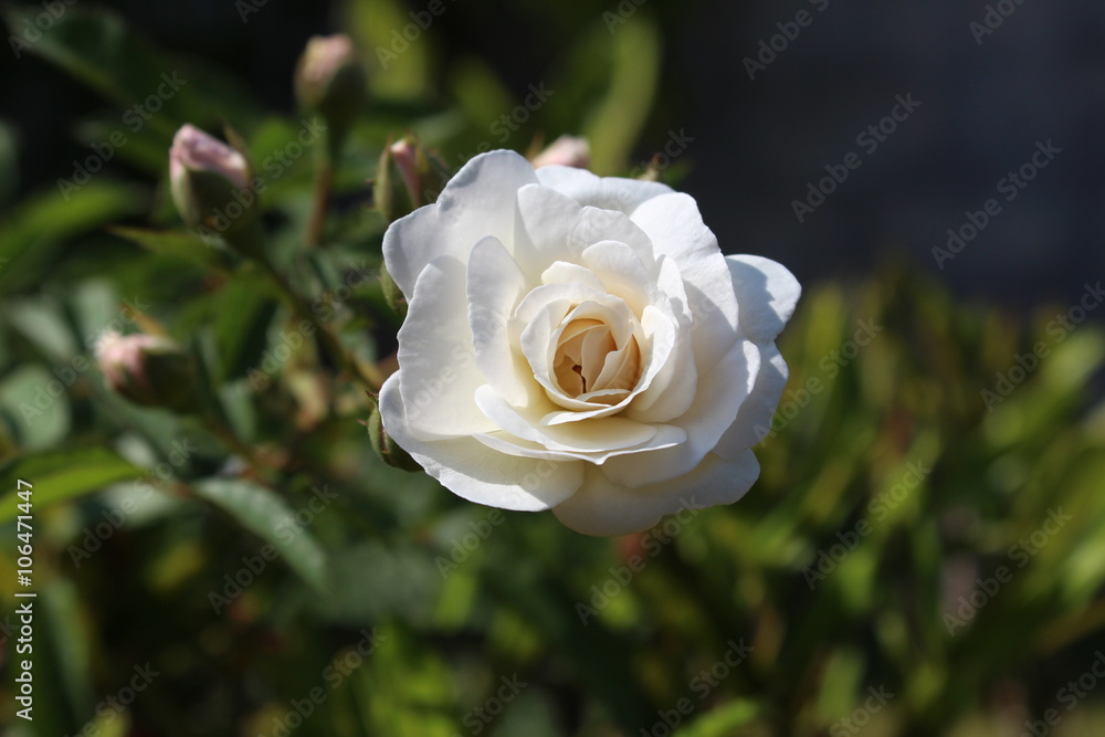 Rosa blanca 1 Stock Photo | Adobe Stock