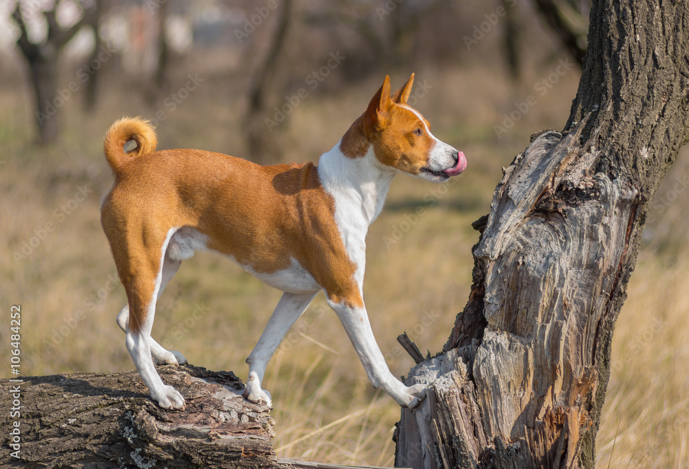 Graceful basenji dog exploring it's favorite outdoors place standing on ...