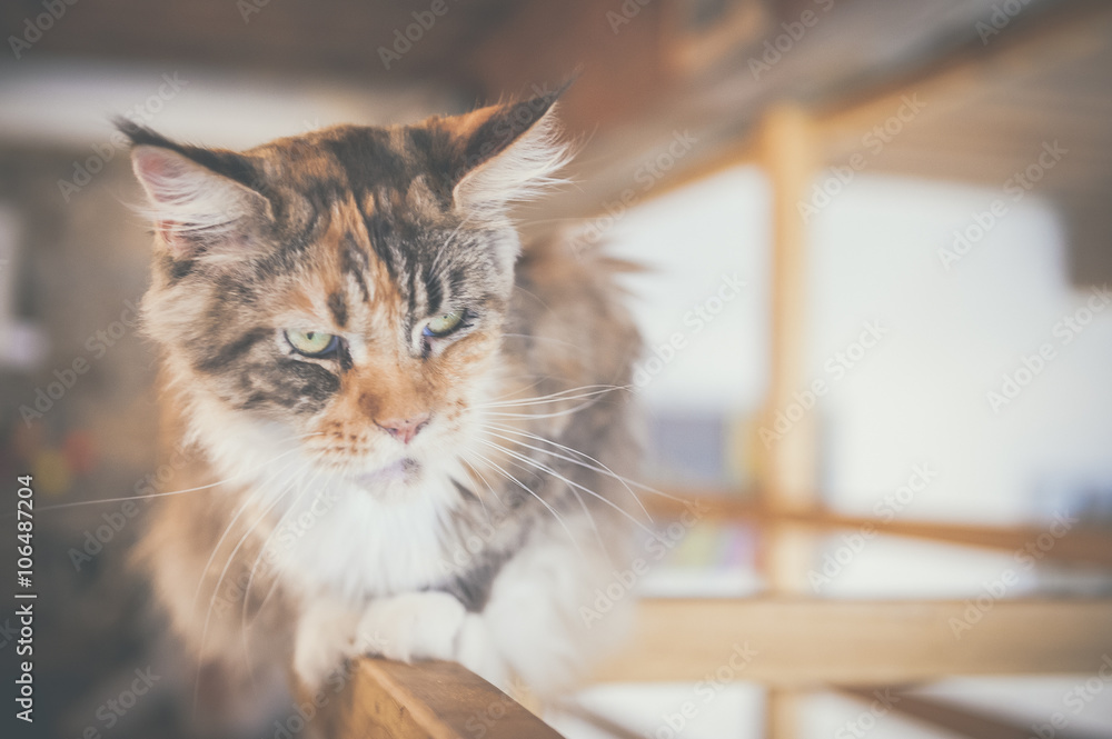 Portrait de main coon Stock Photo | Adobe Stock