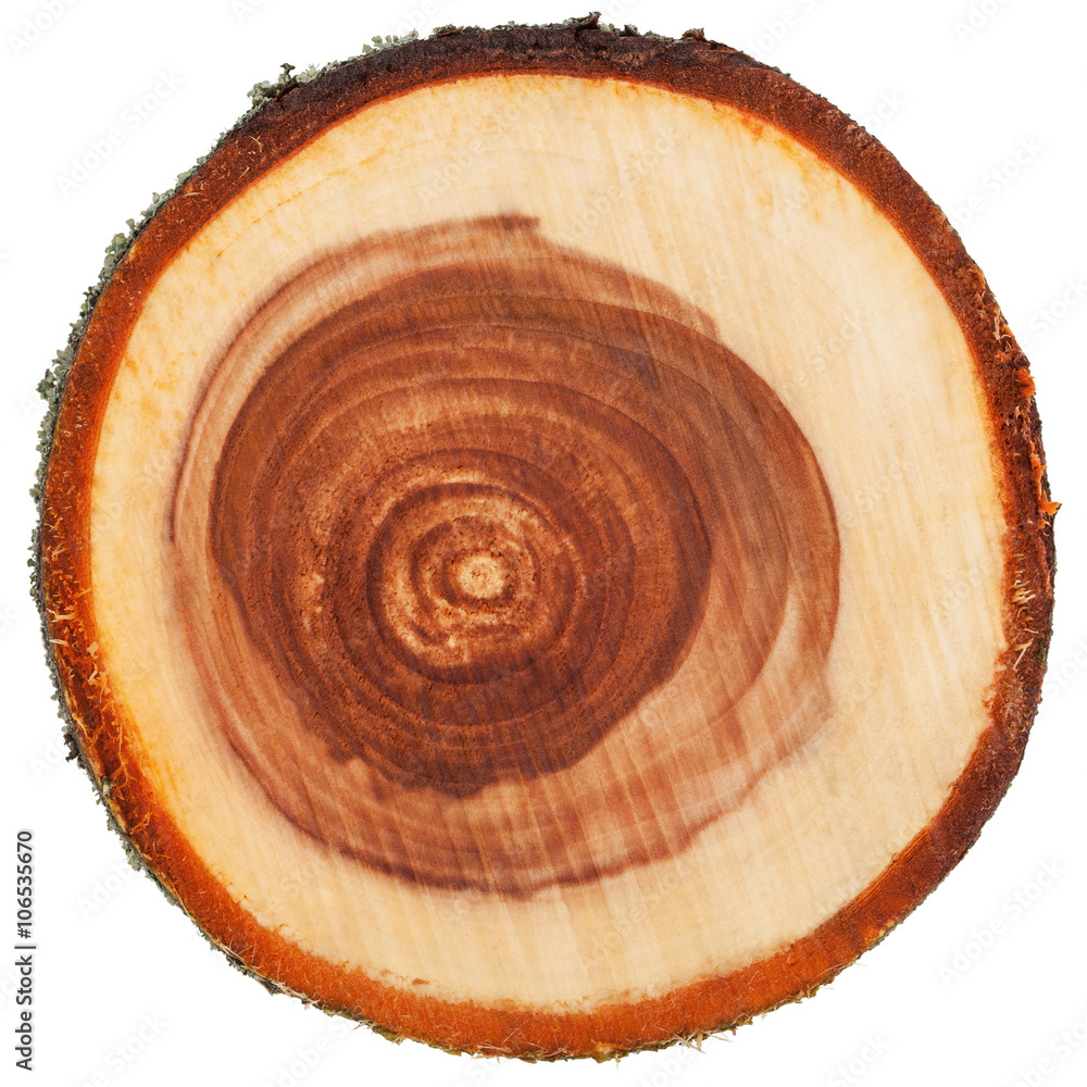 Cross section of apple tree trunk showing growth rings, isolated on ...