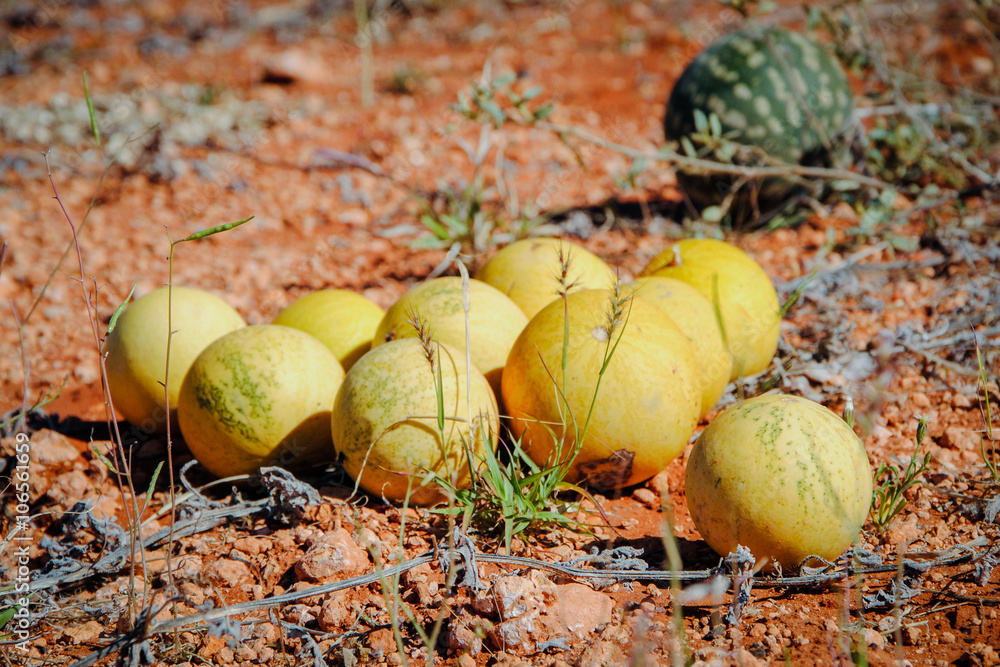 wild melons (Citrullus lanatus) in desert on Lasseter Highway near ...