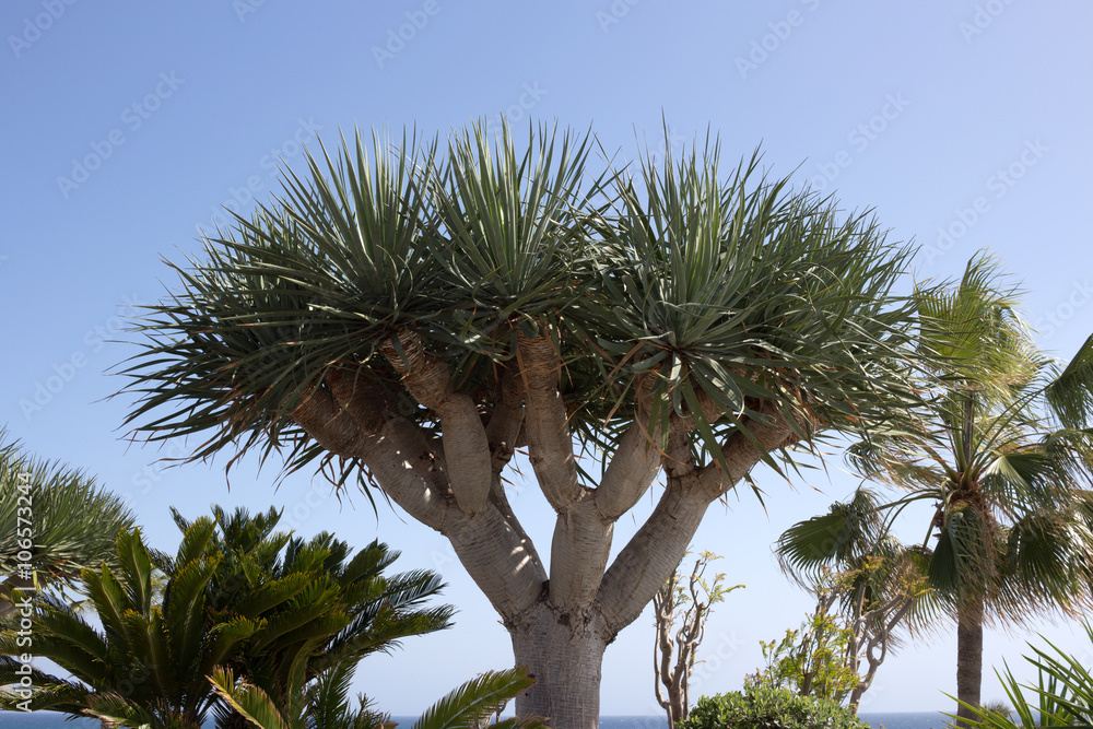 Dragon tree (Dracaena draco) and palm tree in Lanzarote, Spain. The ...
