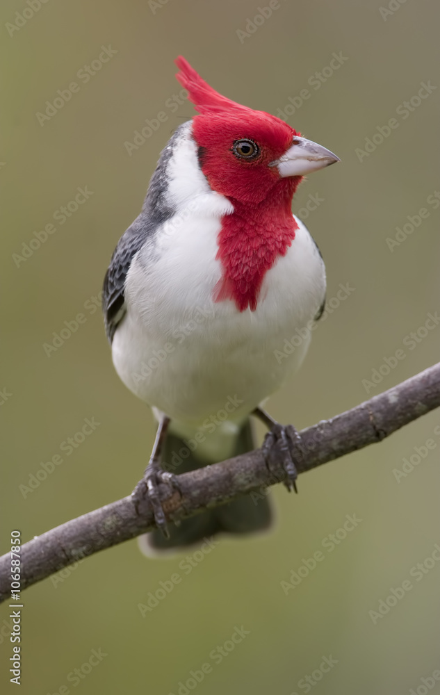 Primer plano de un pájaro (cardenal común, Paroaria coronata) posado en ...