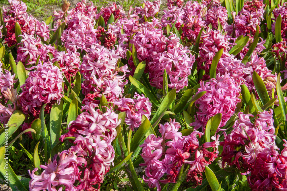 Culture de jacinthes, Pointe de la Torche, Finistère, Bretagne Stock ...
