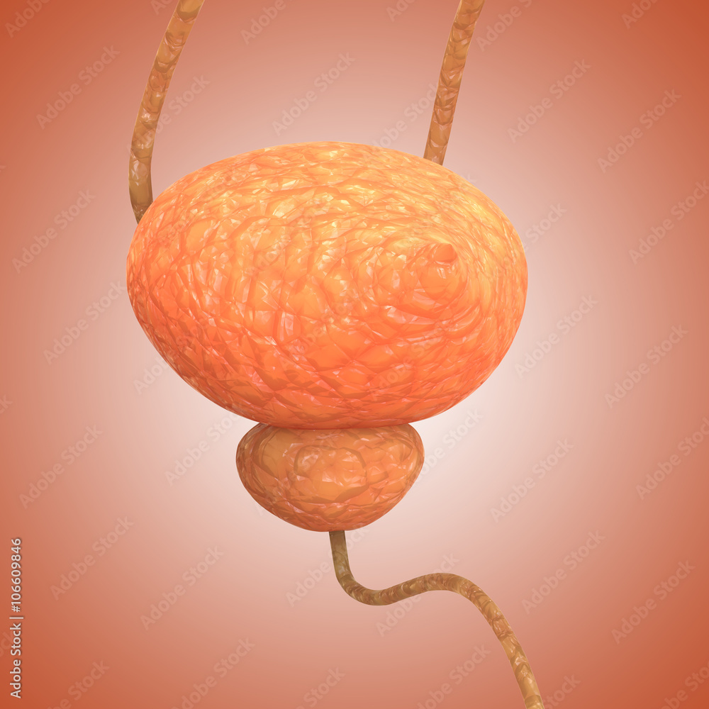 Human Body Organs (Urinary Bladder) Stock Illustration | Adobe Stock