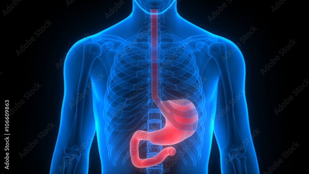 Human Body Organs (Stomach Anatomy) Stock Illustration | Adobe Stock