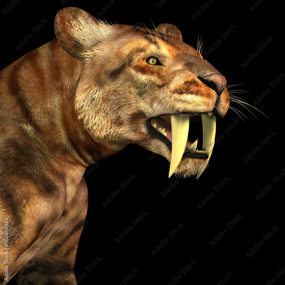 Saber-tooth Cat on Black - The Saber-tooth Cat also called Smilodon was ...