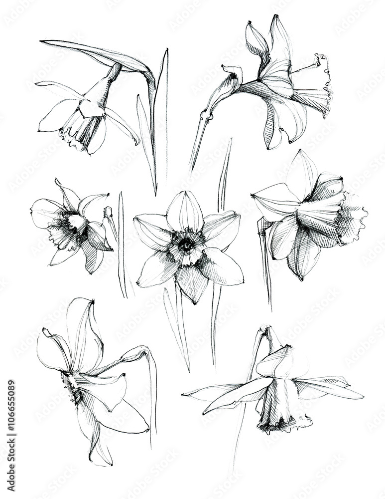 Daffodil flowers. Set. Hand drawn sketch ink. Stock Illustration ...