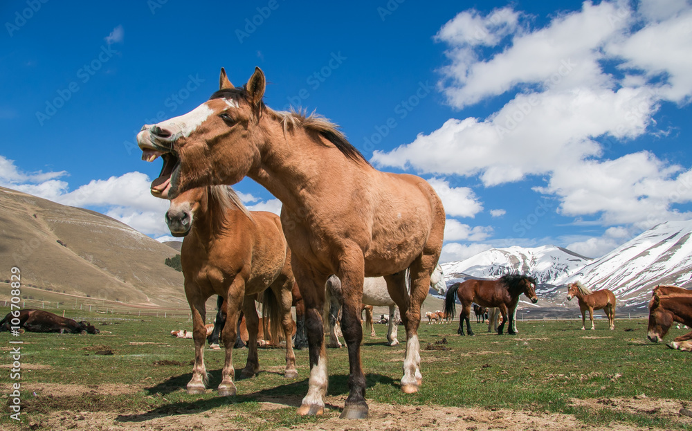 Foto Stock Foto di un cavallo che nitrisce | Adobe Stock